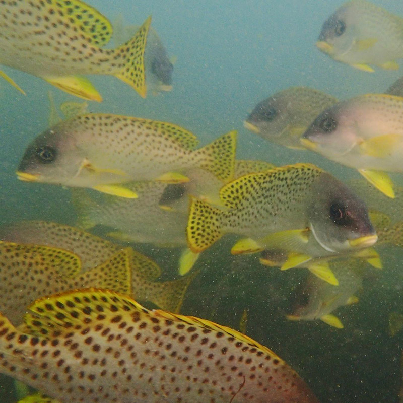 Watamu Safari Blu & Mida Creek Tour Dolphin Sporting - Malindi Excursion