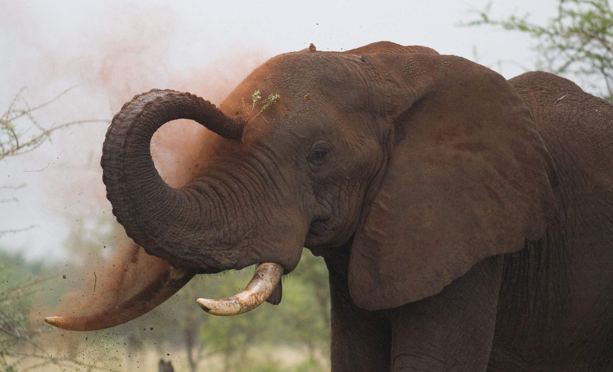 Meru National Park - Holaa Safari Kenya